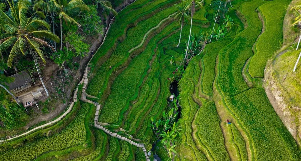 Bali: Rice Terraces, Holy Water Temple & Waterfall Tour | GetYourGuide
