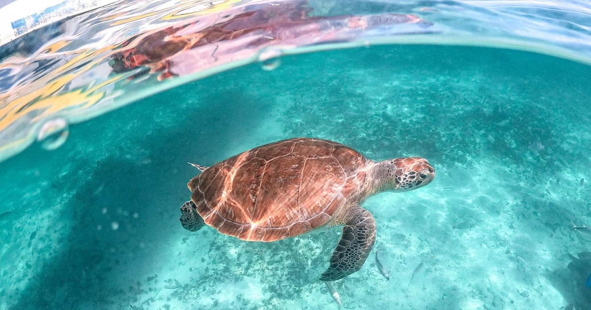 Playa del Carmen/Tulum: Playa de Akumal con esnórquel con tortugas ... Playa del Carmen/Tulum: Playa de Akumal con esnórquel con tortugas ...