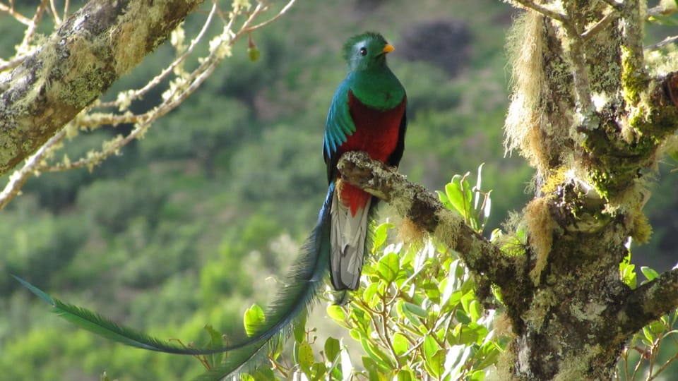 Quetzal: Costa Rica Birdwatching Experience - Los Quetzales | GetYourGuide