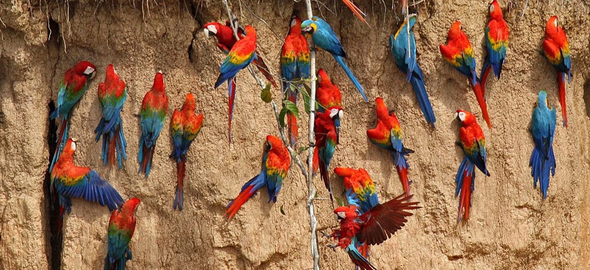 Macaw Clay Lick Tour | 3 Days | GetYourGuide