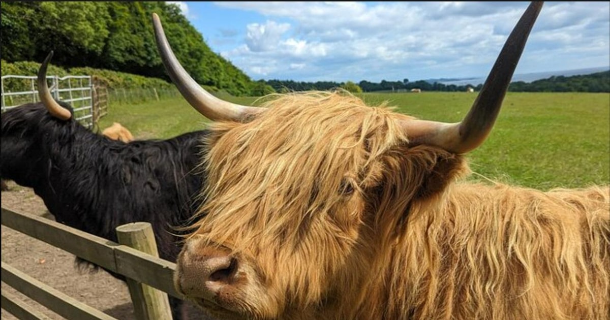 Loch Lomond Highland Cows Victorian Town Half-Day Tour | GetYourGuide