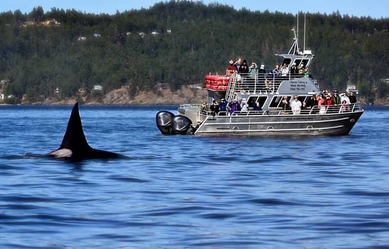 Lopez Island: Whale & Orca Boat Tour | GetYourGuide