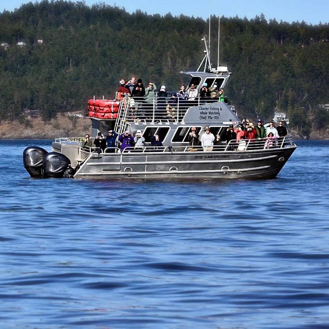 Orcas Island: Orca Whales guaranteed boat tour | GetYourGuide