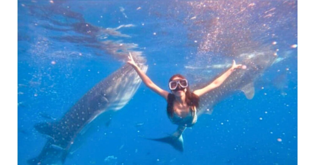 Cebu:Whale Shark, Waterfall, and Sardine Run Group Tour+Meal | GetYourGuide