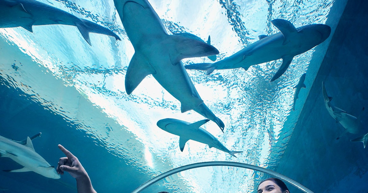 Singapore: Singapore Oceanarium Entrance E-Ticket | GetYourGuide