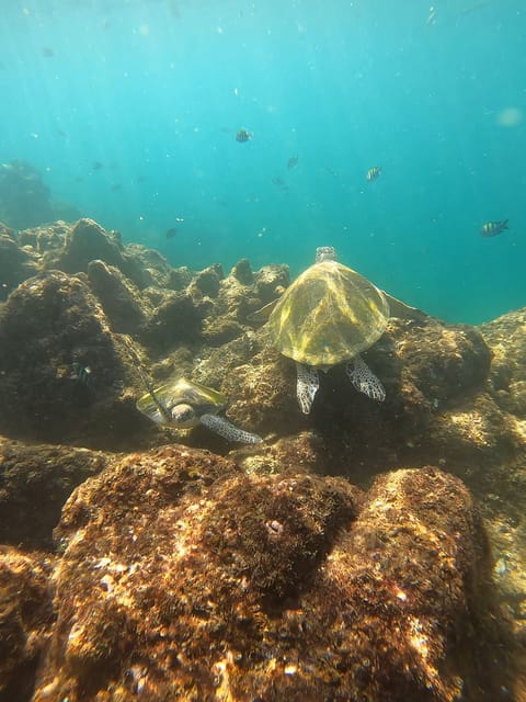 Dubai to Fujairah: Dive and Paddle Pool Day | GetYourGuide