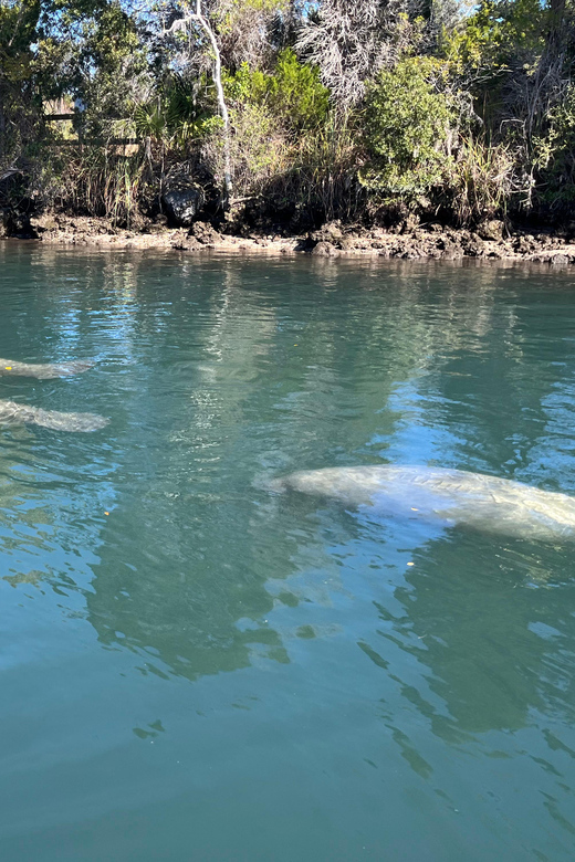 Crystal River: Manatee Eco-Tour Boat Ride | GetYourGuide