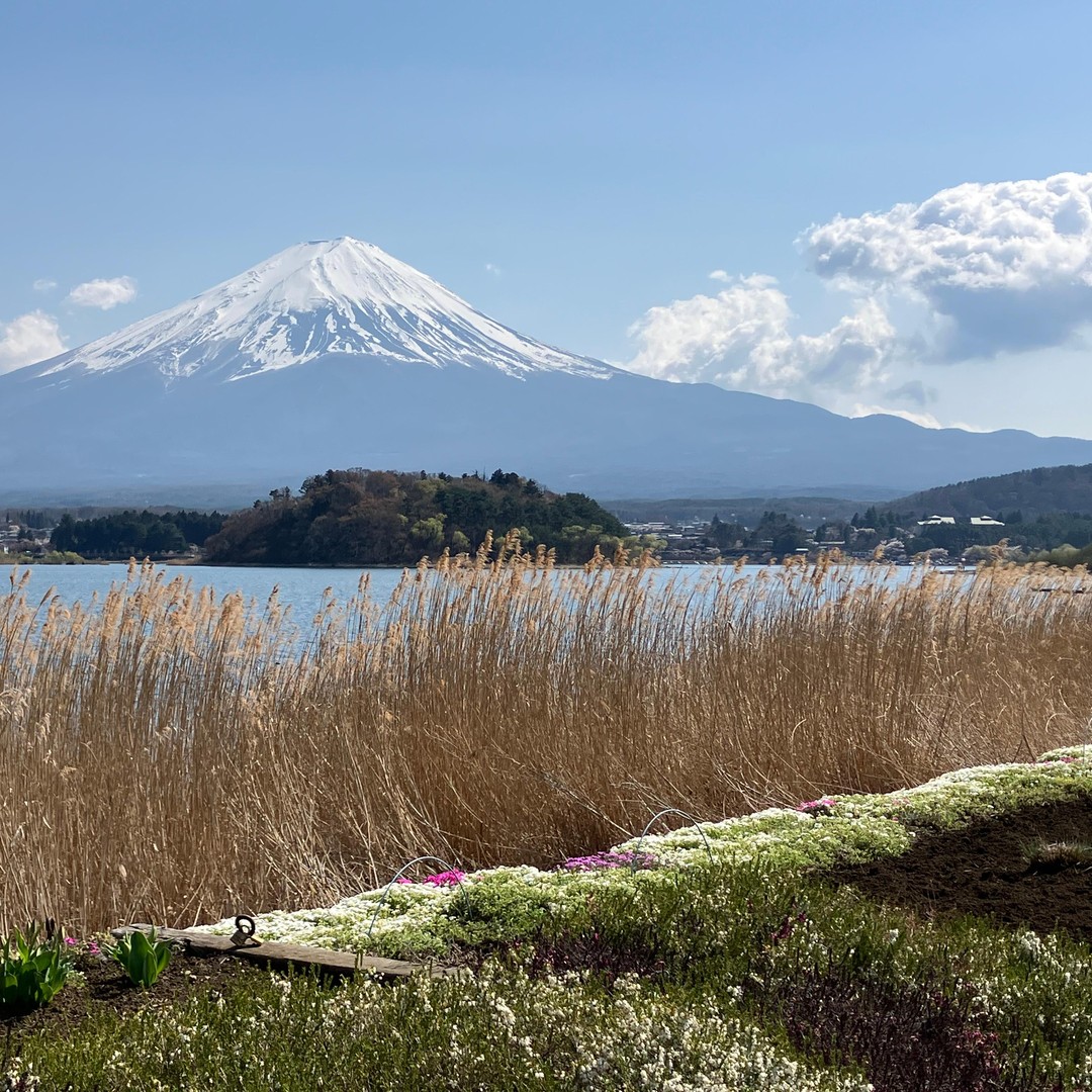 Tokyo: Mt Fuji Area Guided Tour with Traditional Lunch | GetYourGuide