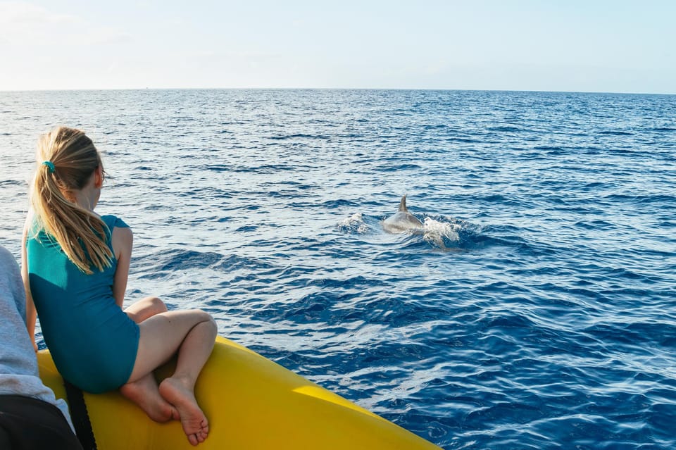 Oahu: Dolphin Swim and Turtle Snorkel Excursion in Waianae | GetYourGuide