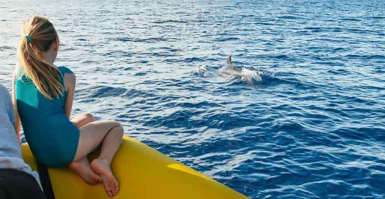 Oahu: Dolphin Swim and Turtle Snorkel Excursion in Waianae | GetYourGuide
