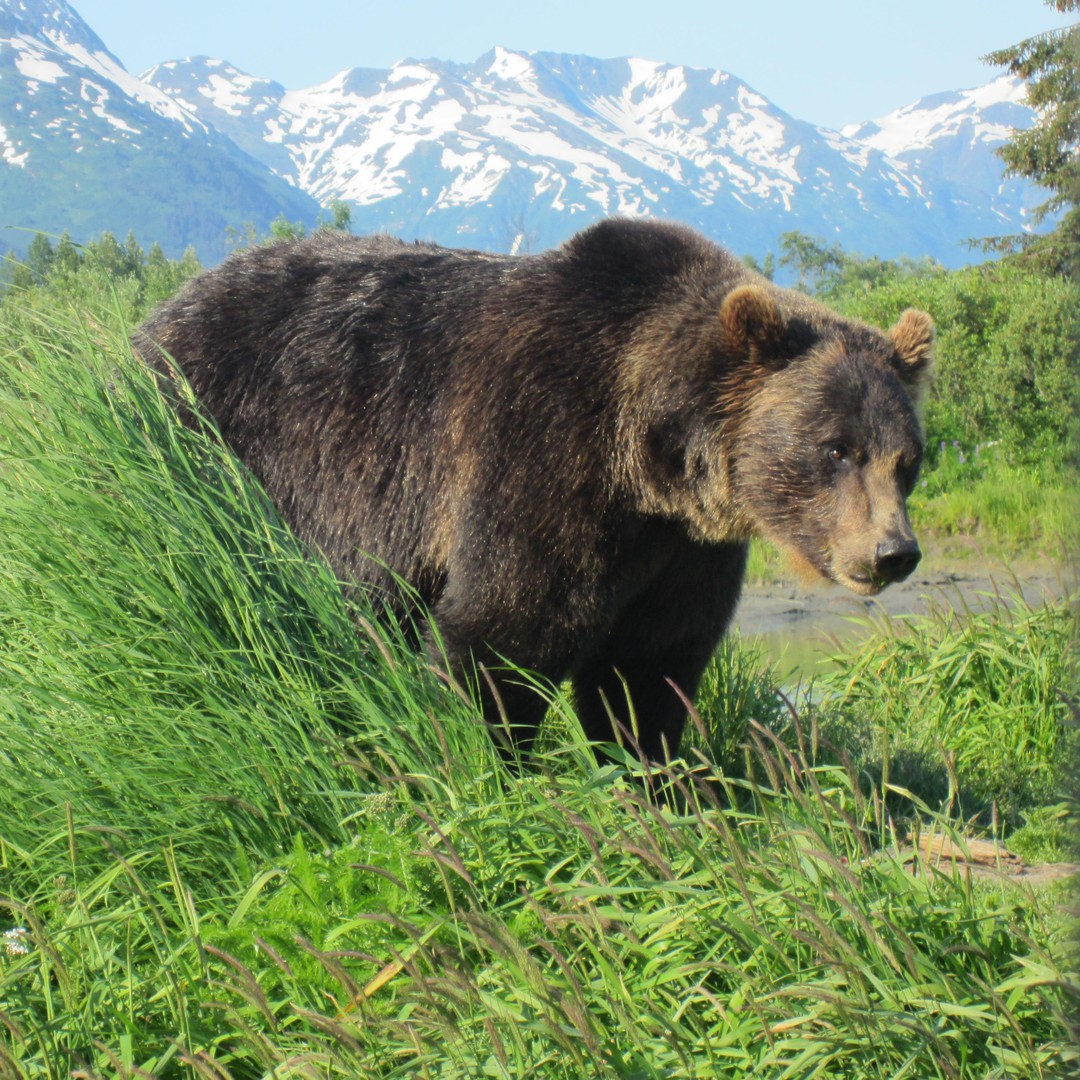 From Anchorage: Alaska Wildlife Center & Turnagain Arm Tour | GetYourGuide