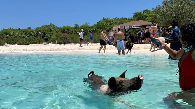 Райски остров: Exuma Island Hopping and Swimming Pigs Tour | GetYourGuide