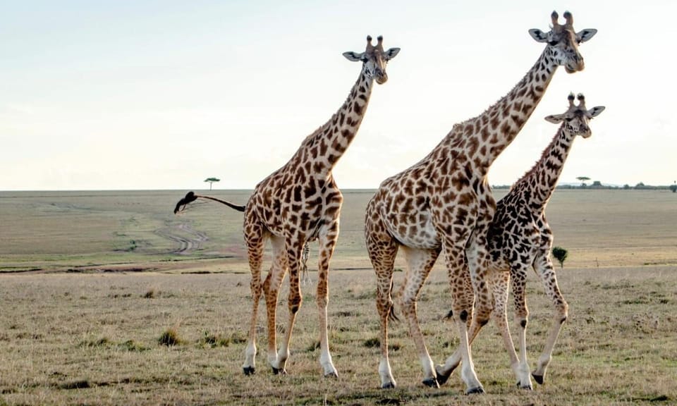 Nairobi Airport Layover to Giraffe Center Tour | GetYourGuide
