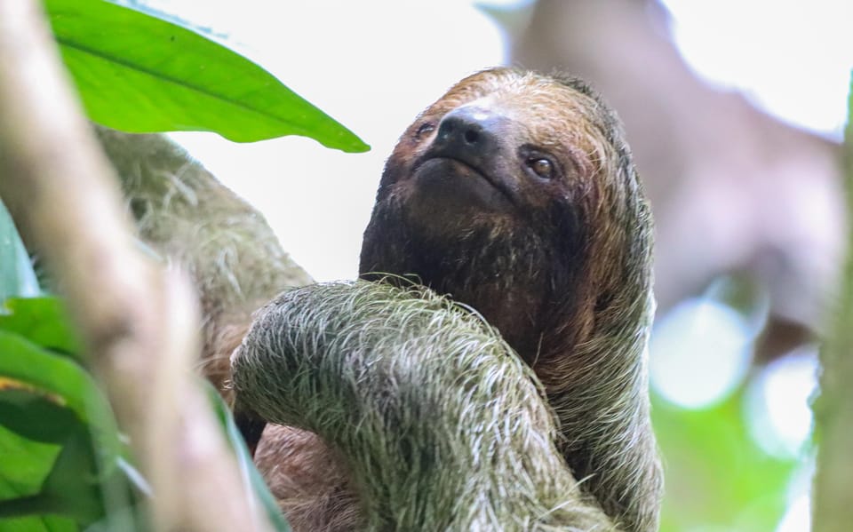 Arenal Volcano: Sloth Tour & Cultural Tour | GetYourGuide