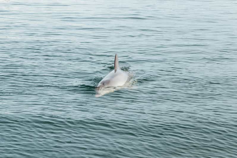 Port Adelaide: Dolphin and Ships Graveyard Cruise | GetYourGuide