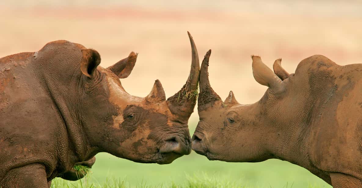 4-dagers Kruger Katekani & Balule Safari fra Johannesburg | GetYourGuide