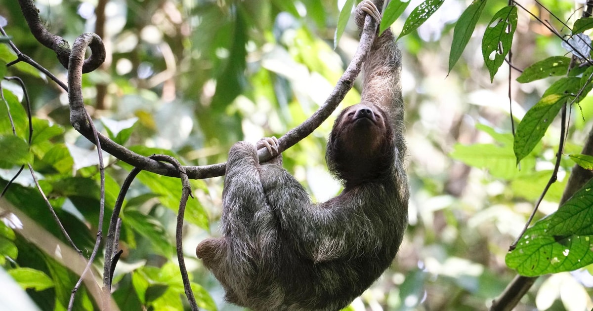 Sloth watching in La Fortuna with a French-speaking guide | GetYourGuide