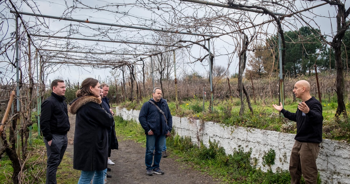Naples: Walk-Through-Vineyards Private Tour | GetYourGuide