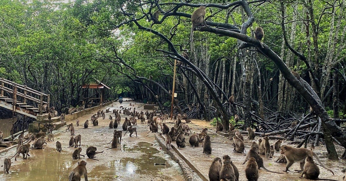Can Gio Eco: Monkey Island, krokodillefarm og mangrovetur | GetYourGuide