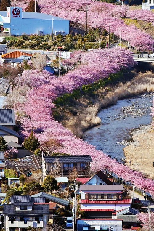 Tokyo : Train panoramique d'Izu, Volcan, Océan et Câlins de Capybara ...