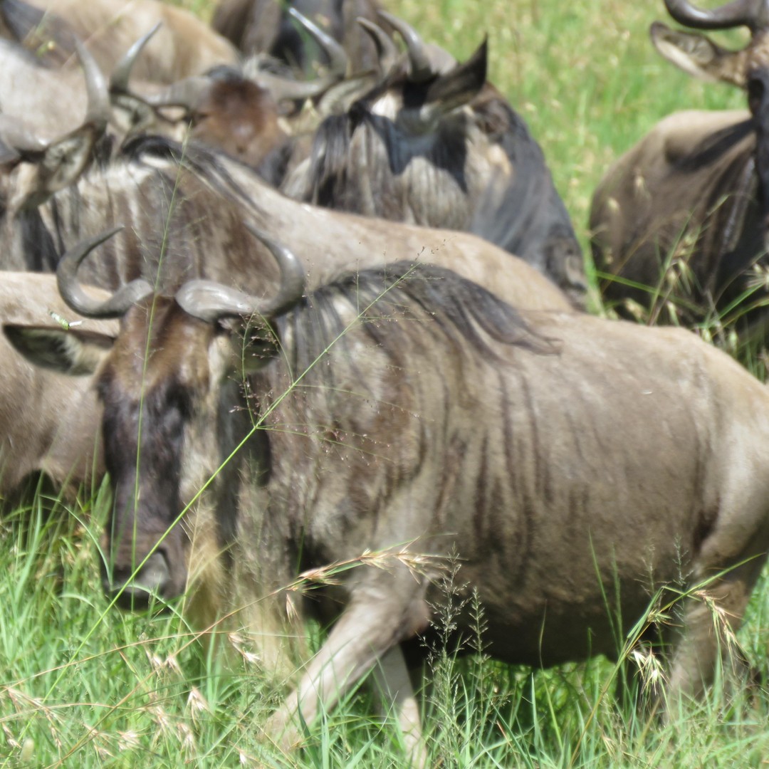 One Day Shared Ngorongoro Crater tour | GetYourGuide