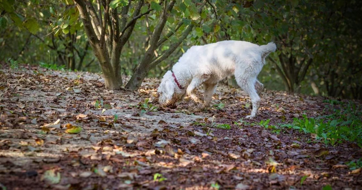 Demostración de Perro Trufero con Comida y Cata de Vinos | GetYourGuide