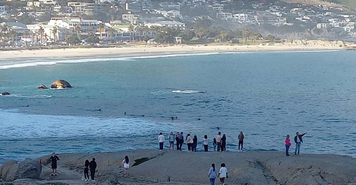 Cape Town: Halvø-tur med valgfri bådtur til Seal Island ... | GetYourGuide
