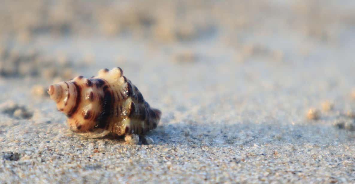 Johor: Desaru Beach Life and Tidepool Discovery | GetYourGuide