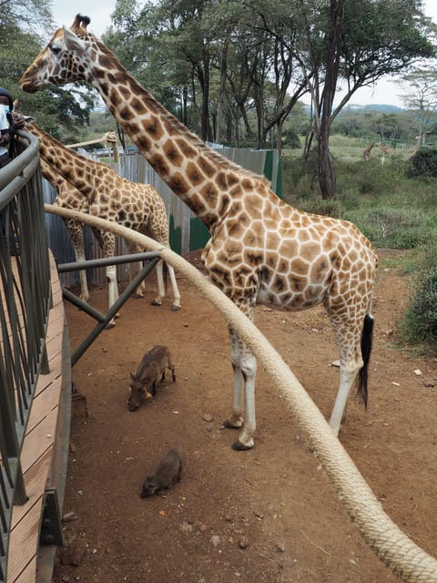 Nairobi National park and city tours | GetYourGuide