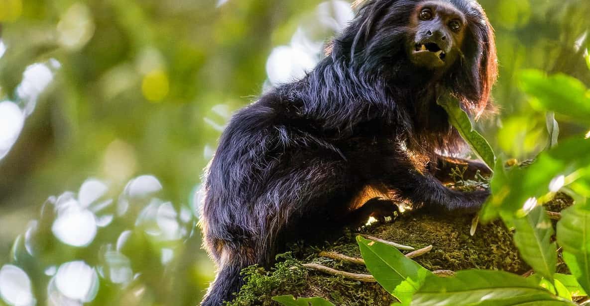 Black Lion Tamarin observation in the wild | GetYourGuide