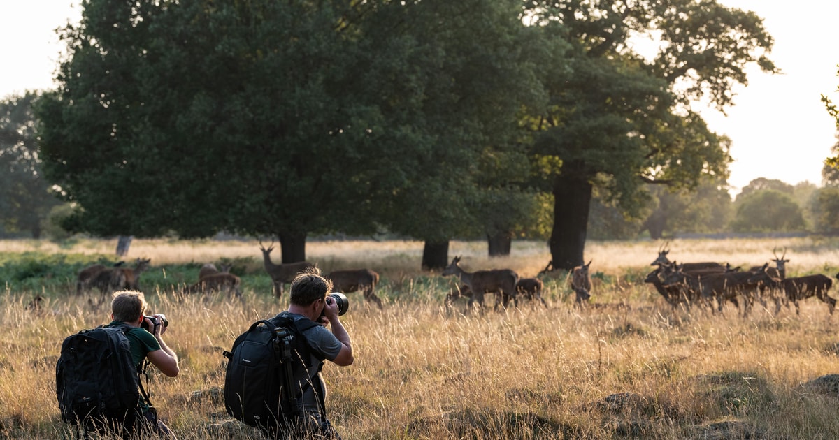 Richmond Park, London: Sunset Wildlife Photography Workshop | GetYourGuide