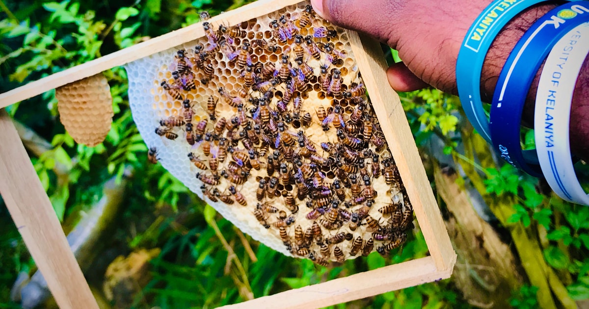 Ella: Bee Farm Tour With Honey Tasting Experience | GetYourGuide