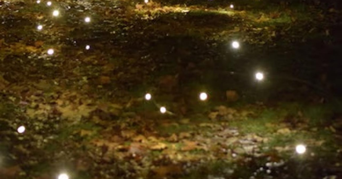 Ubud: Taro Village Firefly Excursion with a Vegetarian Meal | GetYourGuide