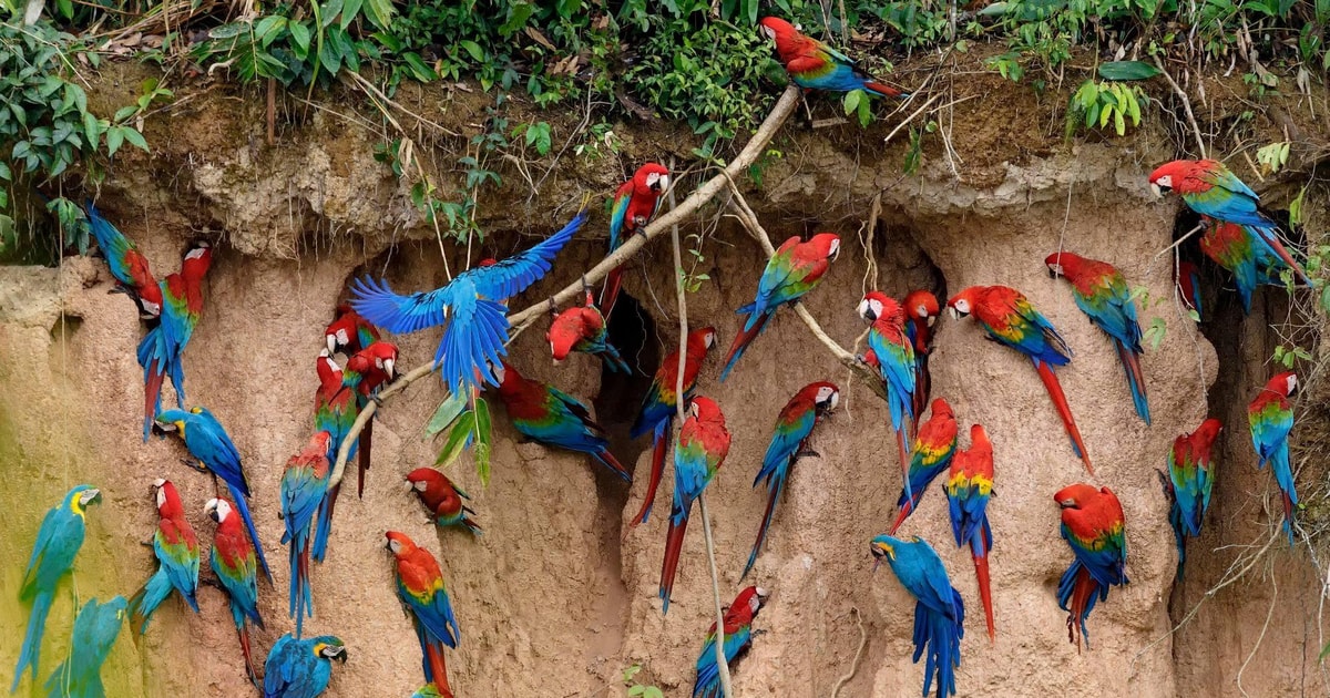 Tambopata Macaw Clay Lick 2 days/1 night | GetYourGuide
