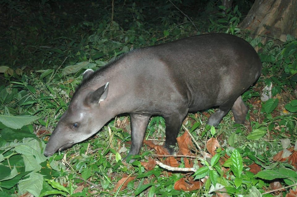 Excursion in the amazon 4d /3 nights | GetYourGuide