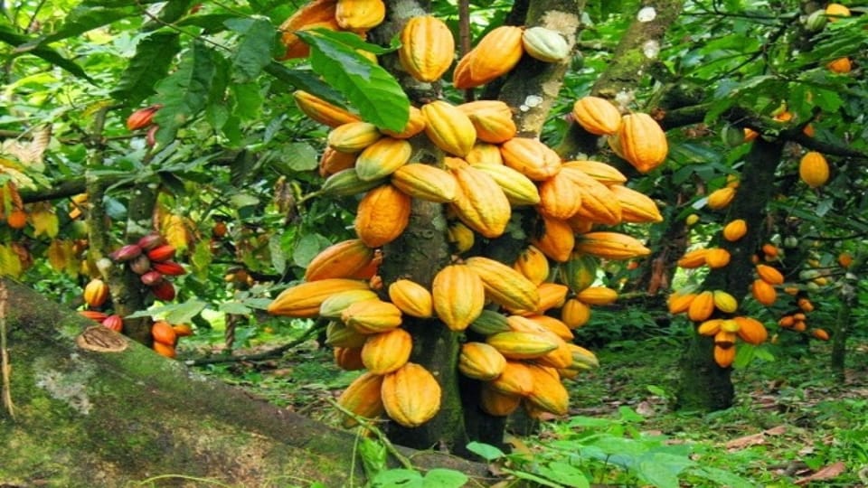 A Tour to Tetteh Quashie Cocoa farm to know about cocoa | GetYourGuide