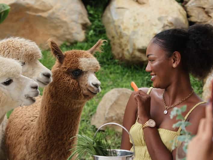 Bali Farm House: Picnic with Alpacas/Donkeys & Temple Tour | GetYourGuide