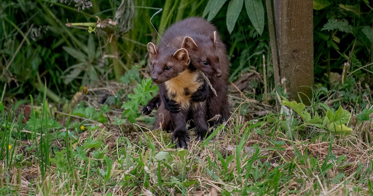 Scotland: Wildlife Photography Tour in the Cairngorms | GetYourGuide