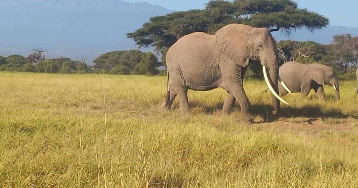 JEDNODNIOWA WYCIECZKA AMBOSELI NATIONAL PARK PRYWATNE SAFARI Z NAIROBI ...