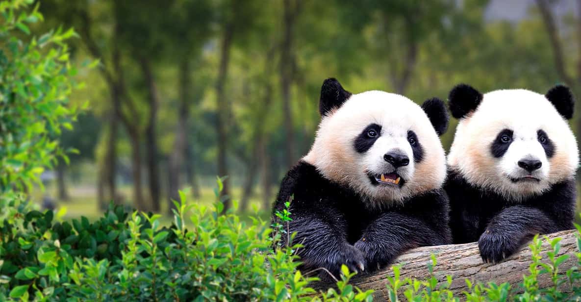 Tour particular para a Casa do Panda com a Grande Muralha ou locais da ...
