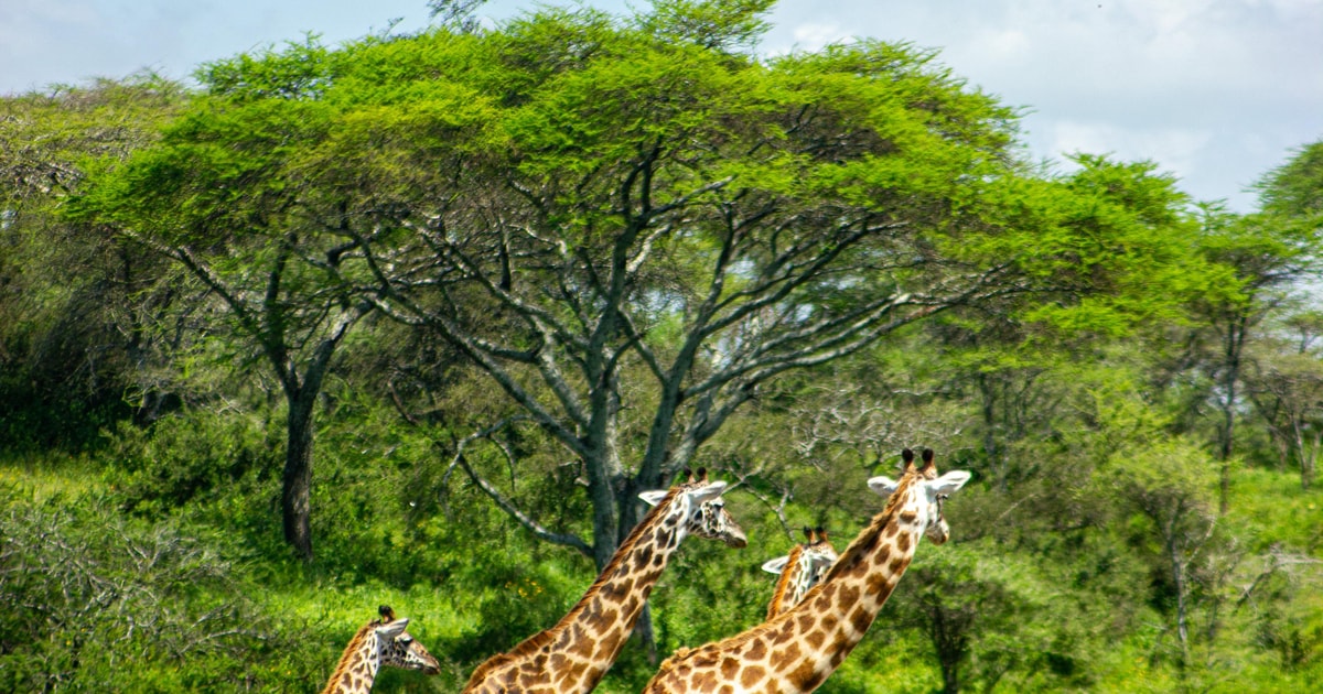 Private 4x4 Vitara Safari in Arusha National Park | GetYourGuide