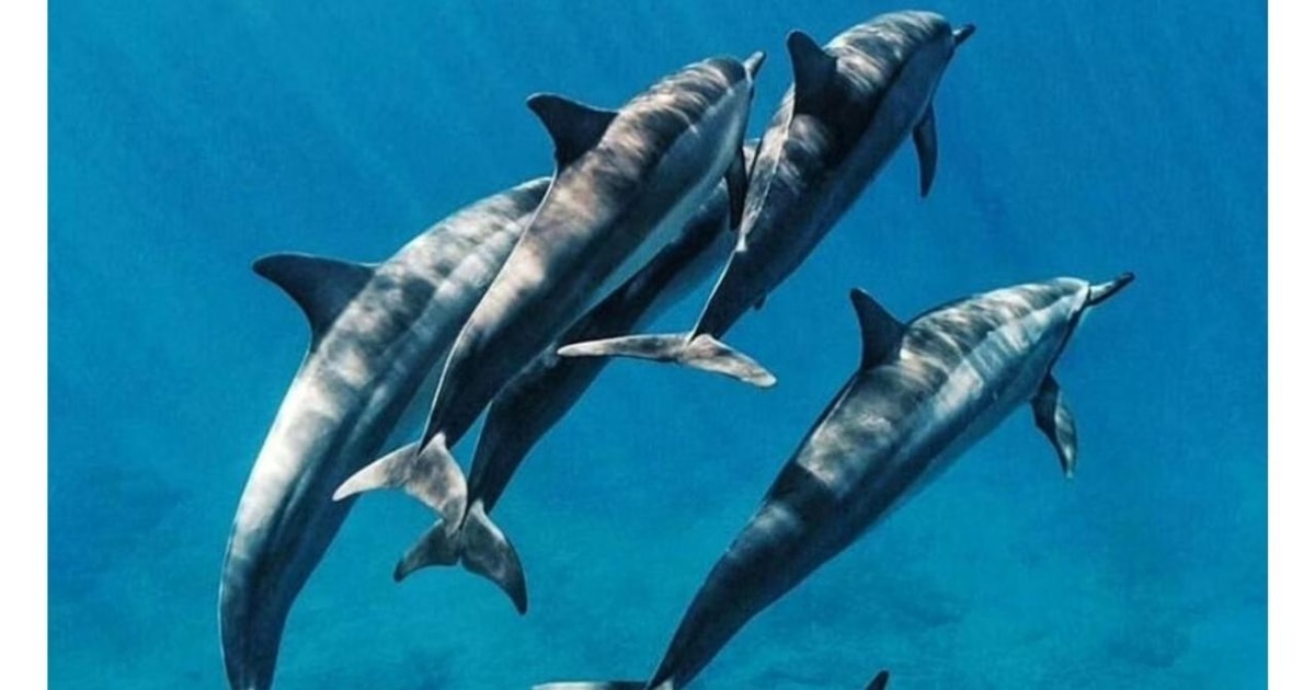 Mnemba: African Maldives Dolphin, Snorkeling + lunch option | GetYourGuide