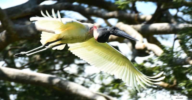 Palo Verde: Tempisque River Wildlife Safari with Lunch | GetYourGuide