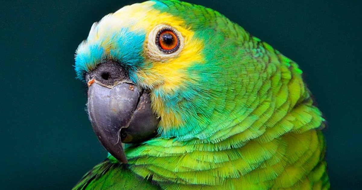 Full-Day Wild Florianópolis: Nature & Wildlife Expedition | GetYourGuide