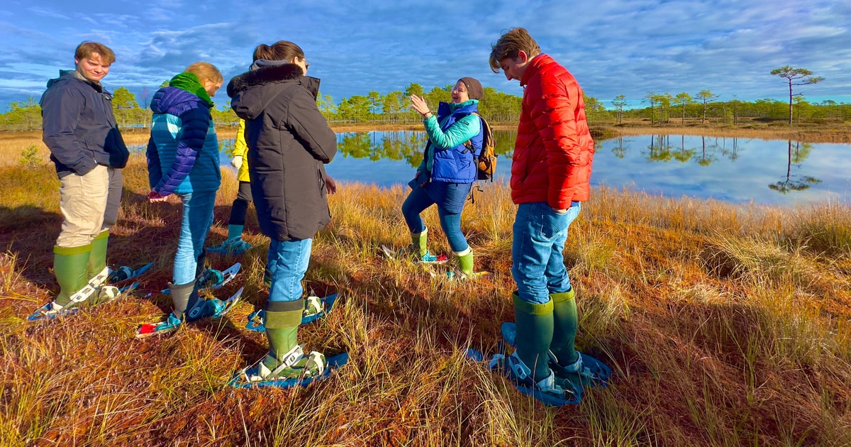 From Tallinn: Guided Bog-Shoe Hiking Tour | GetYourGuide