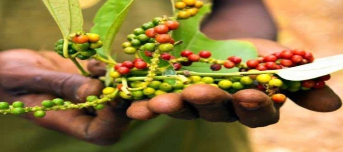 Spice tour and Stone town tour | GetYourGuide