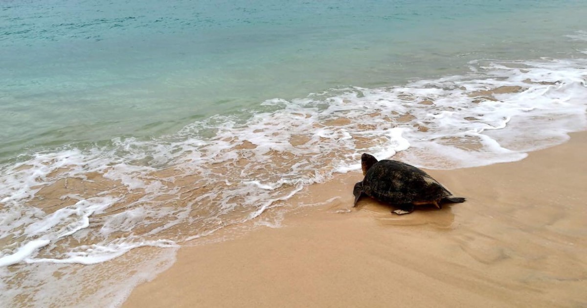 Sal: Turtle watching with certified guide | GetYourGuide