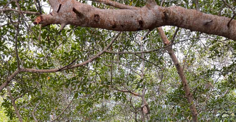 Cartagena Native Fishing Through The Mangroves | GetYourGuide