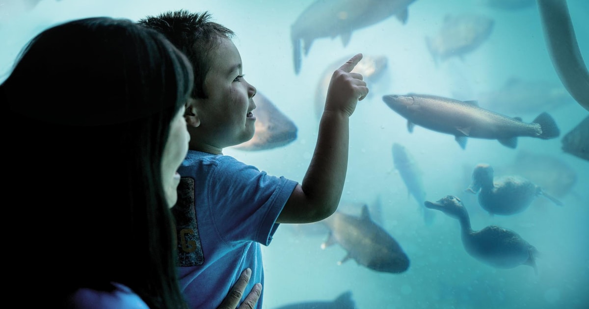 クイーンズタウン水中シアター体験入場券 | GetYourGuide