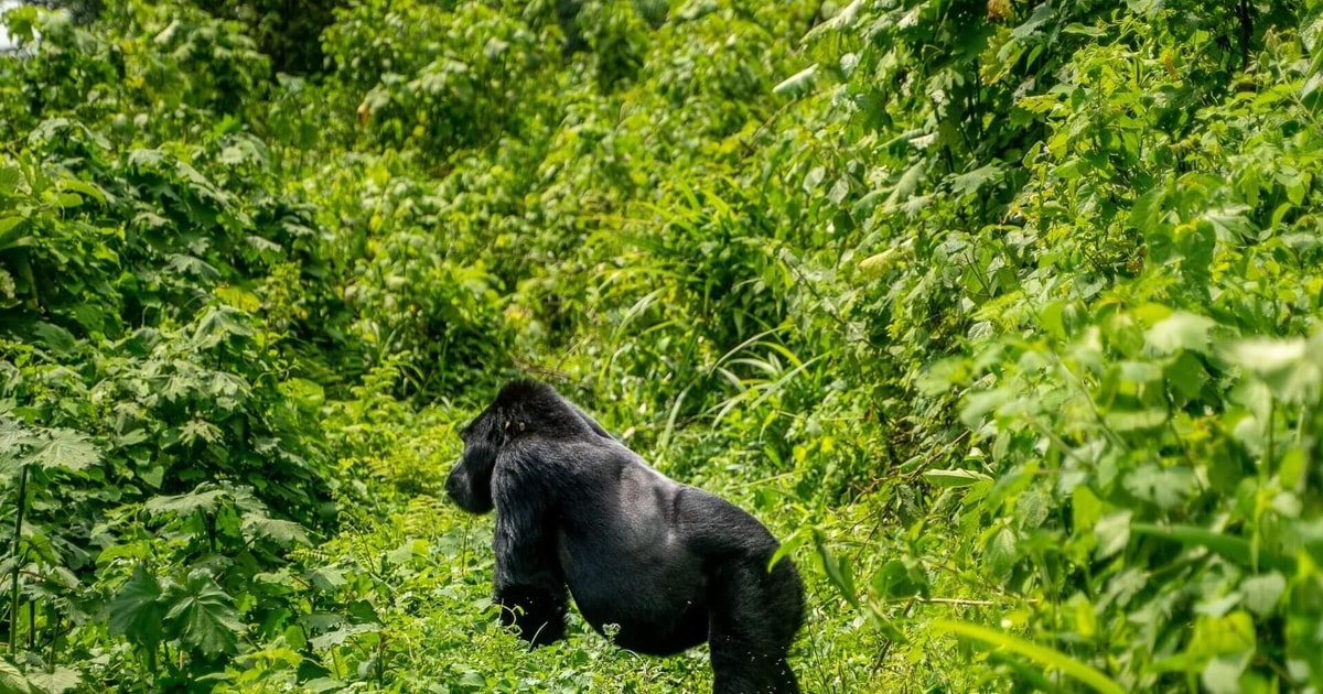 África Oriental: Safari a medida a Uganda, Ruanda, | GetYourGuide